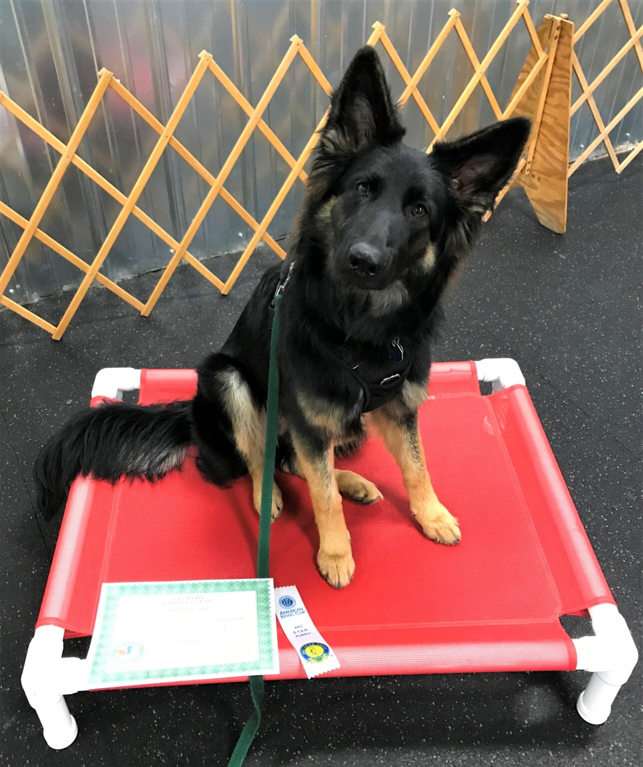 Puppy Advanced Obedience – Gem City Dog Obedience Club