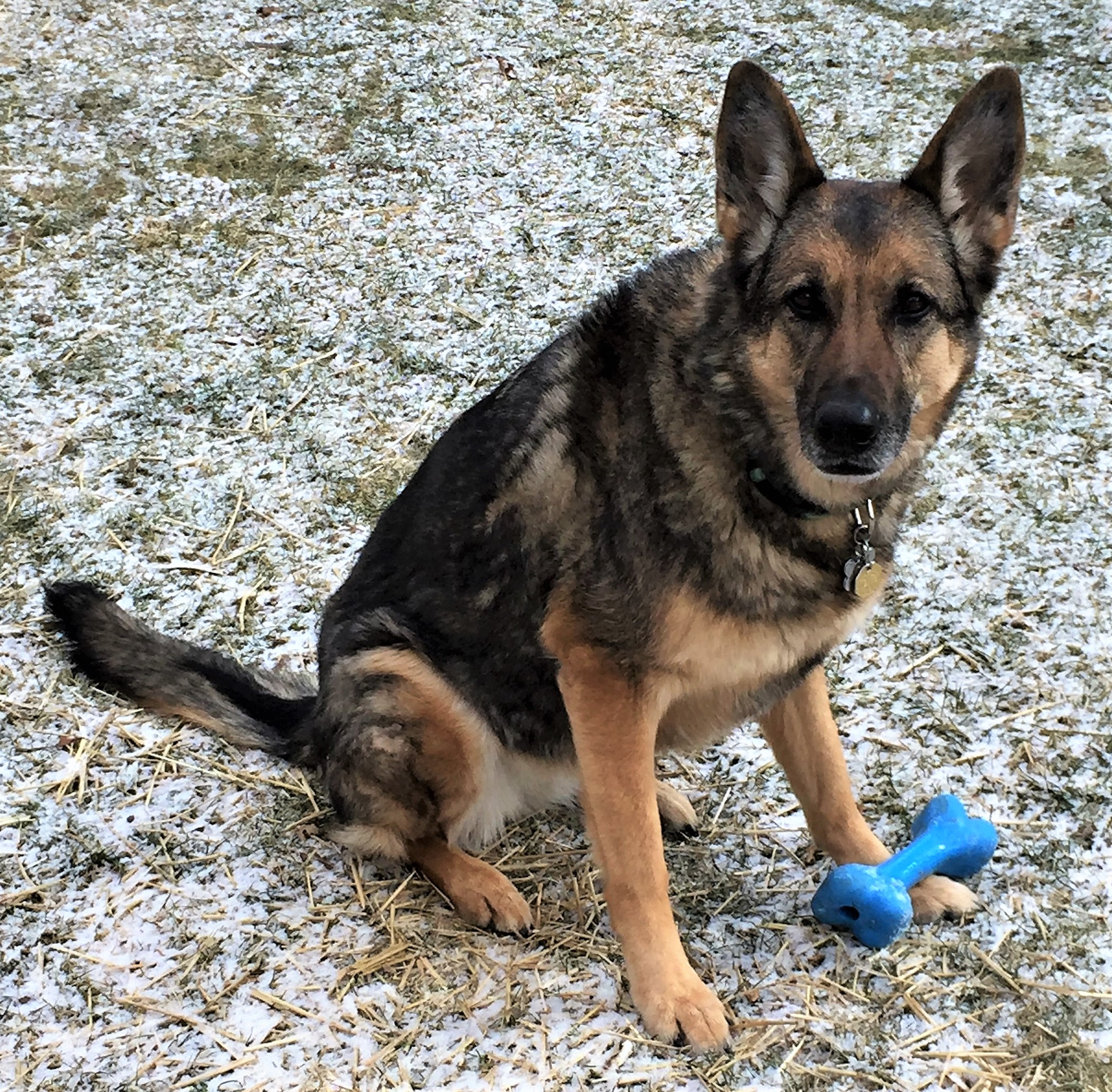 What Is A Ukc Registered Dog